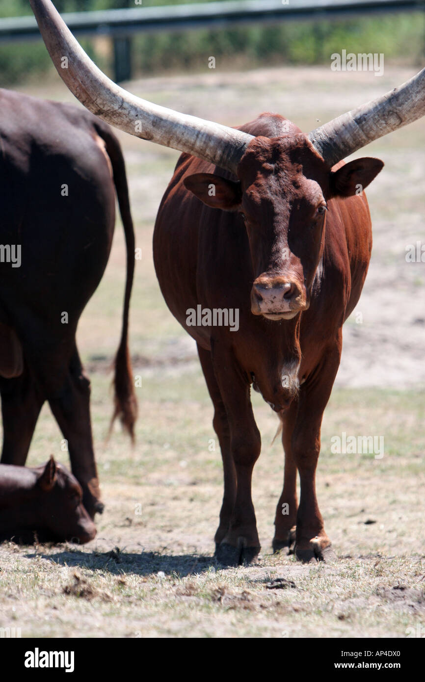 Watusi ankole cattle watussirind hi-res stock photography and images ...