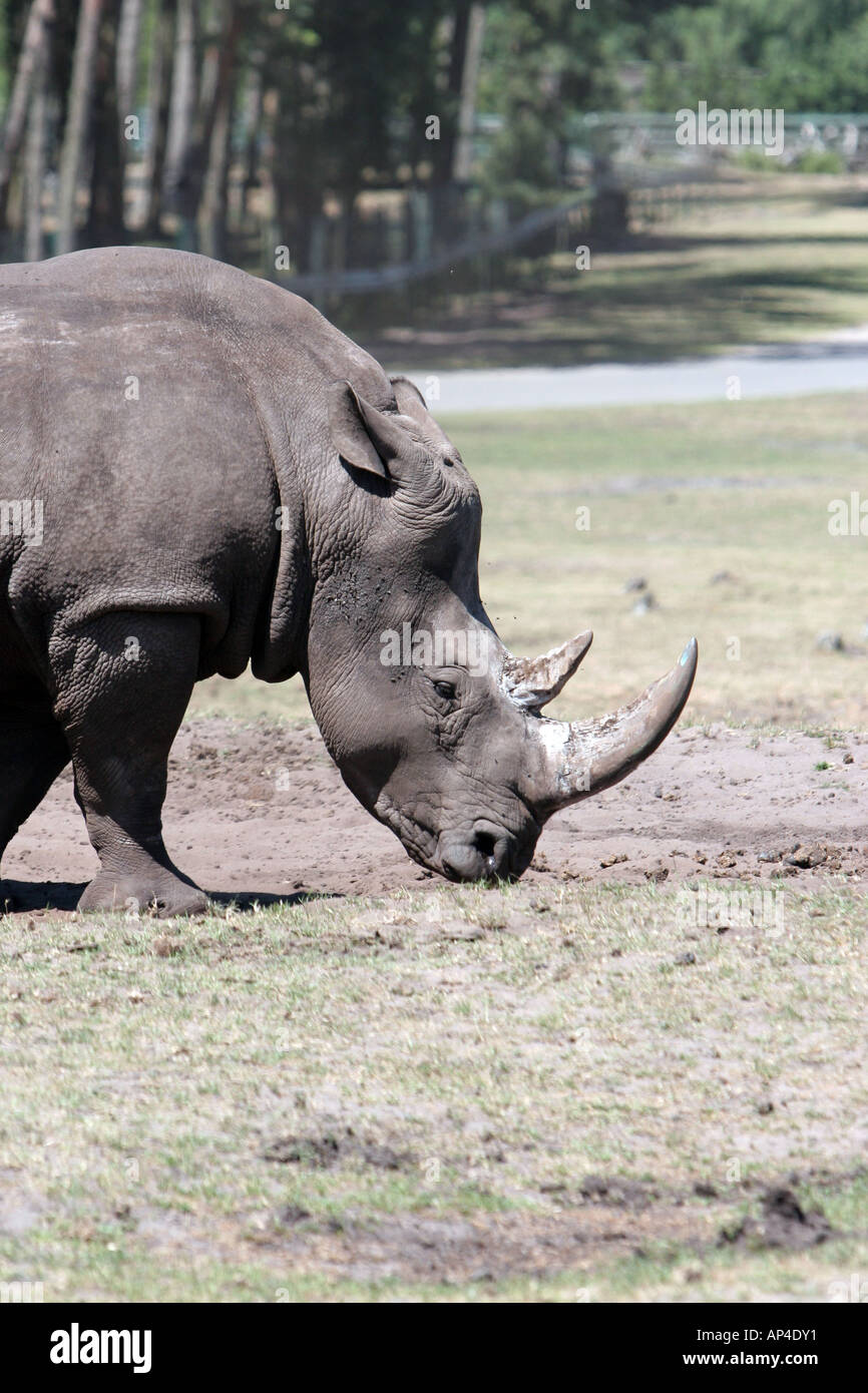 Really pretty animals hi-res stock photography and images - Alamy