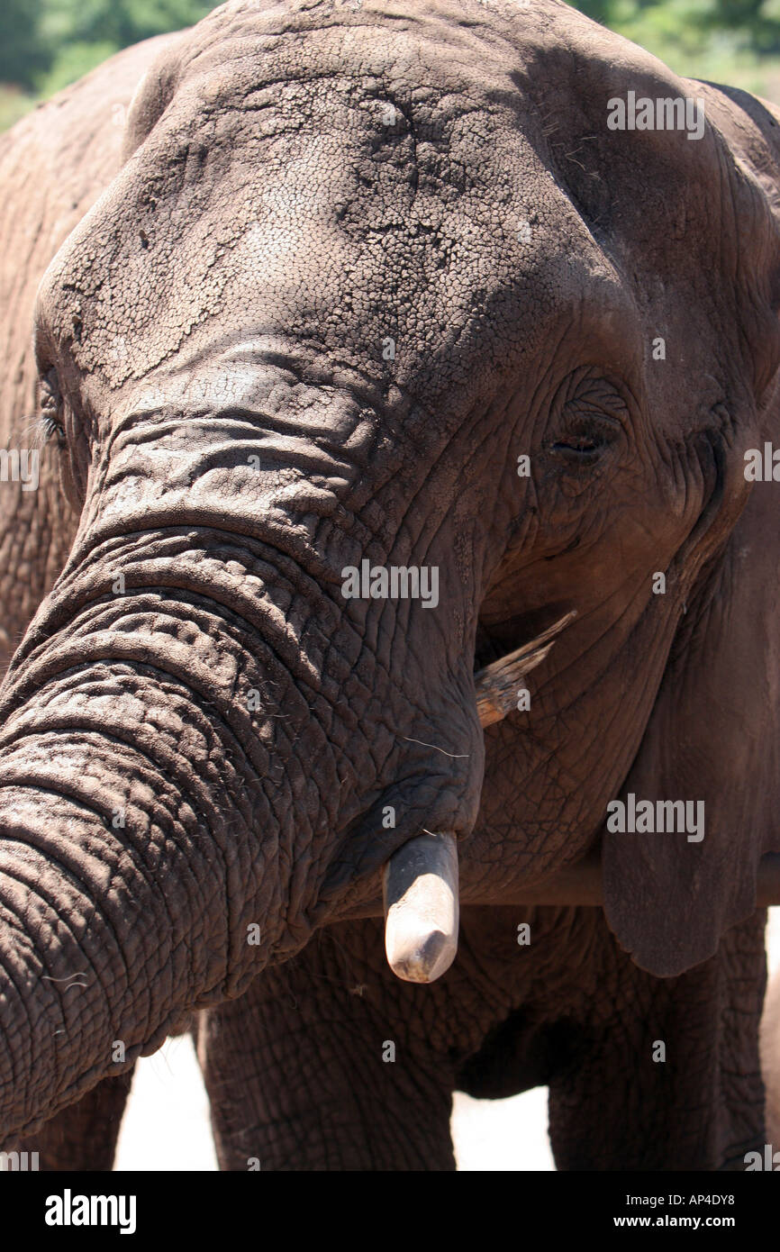 Elephant hand stand hi-res stock photography and images - Alamy