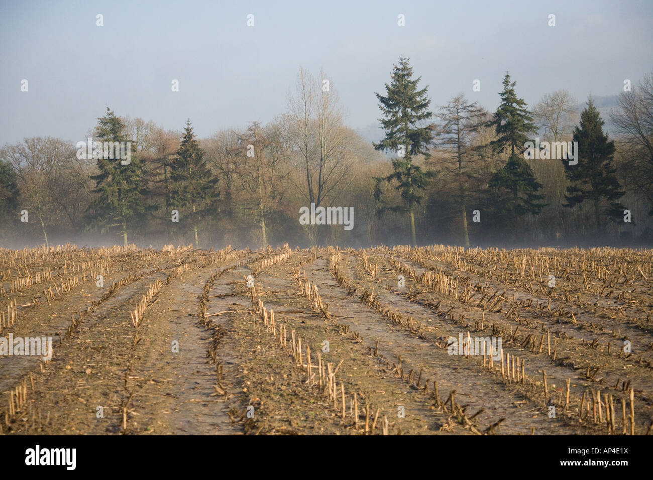early morning view over stubble field towards trees outside Brabourne ...