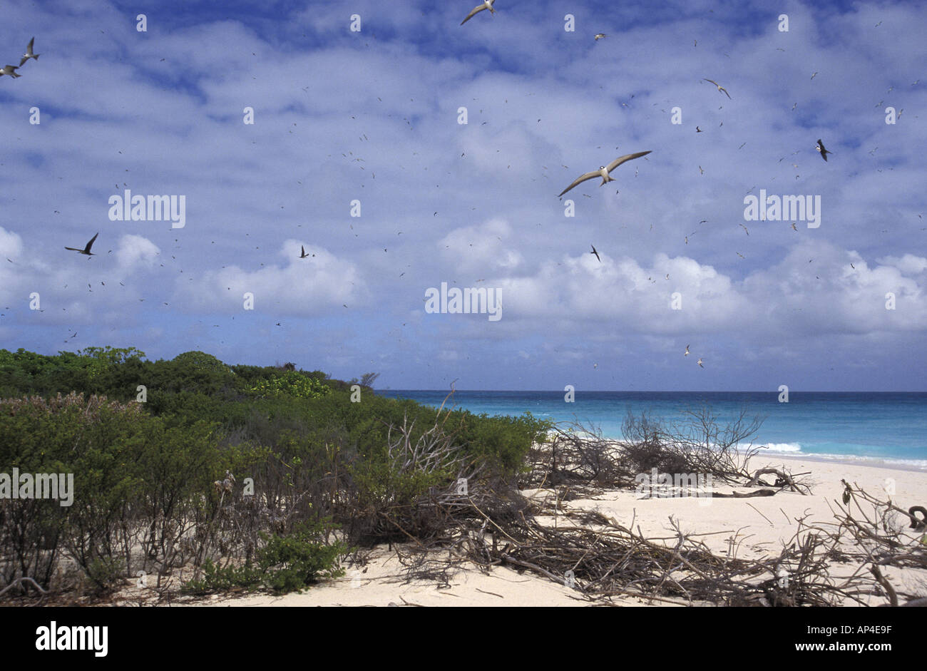 Seychelles north island bird hi-res stock photography and images - Alamy