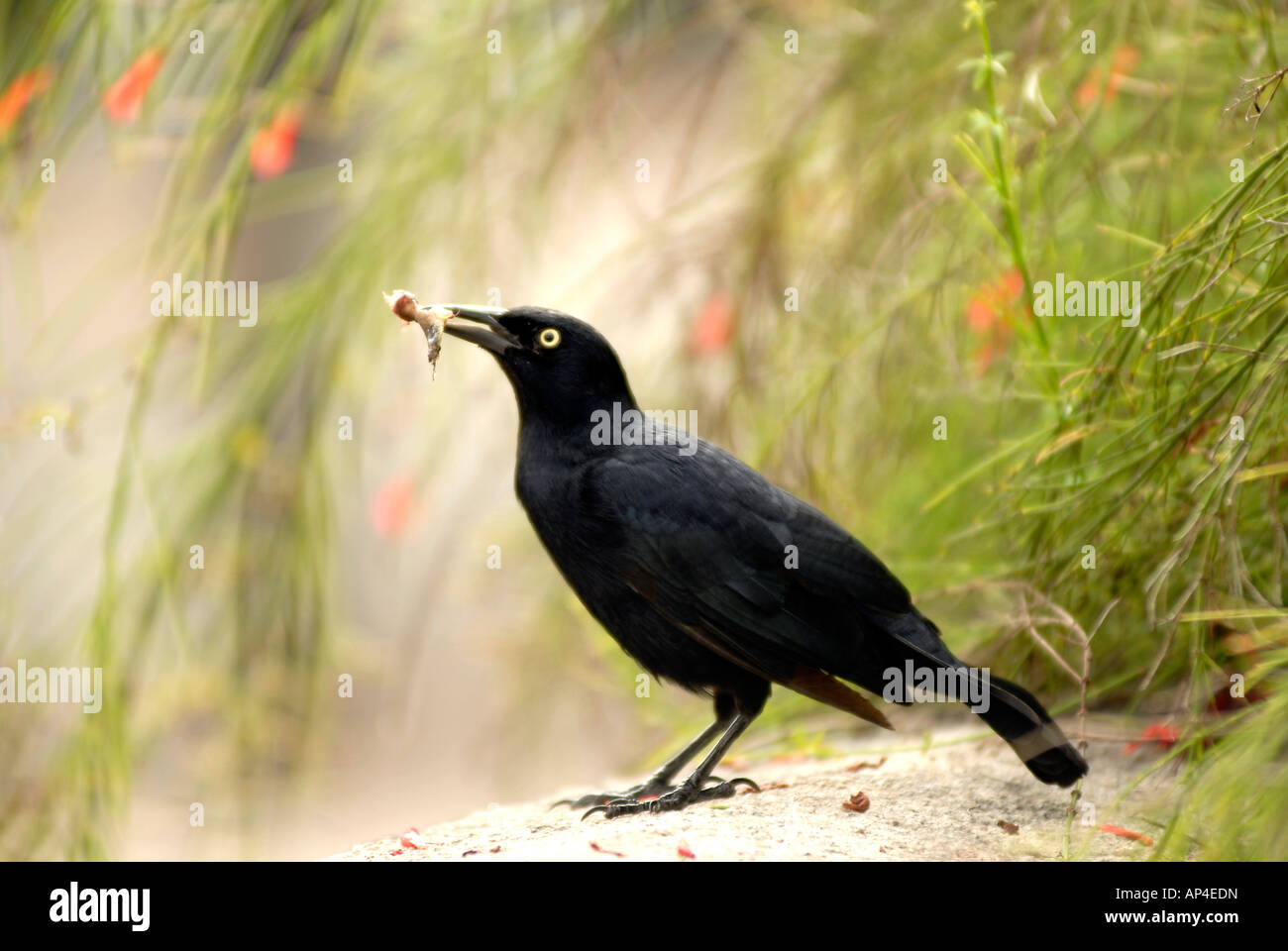 Profile of Greater Antillean Grackle, Quiscalus Niger Stock Photo - Alamy