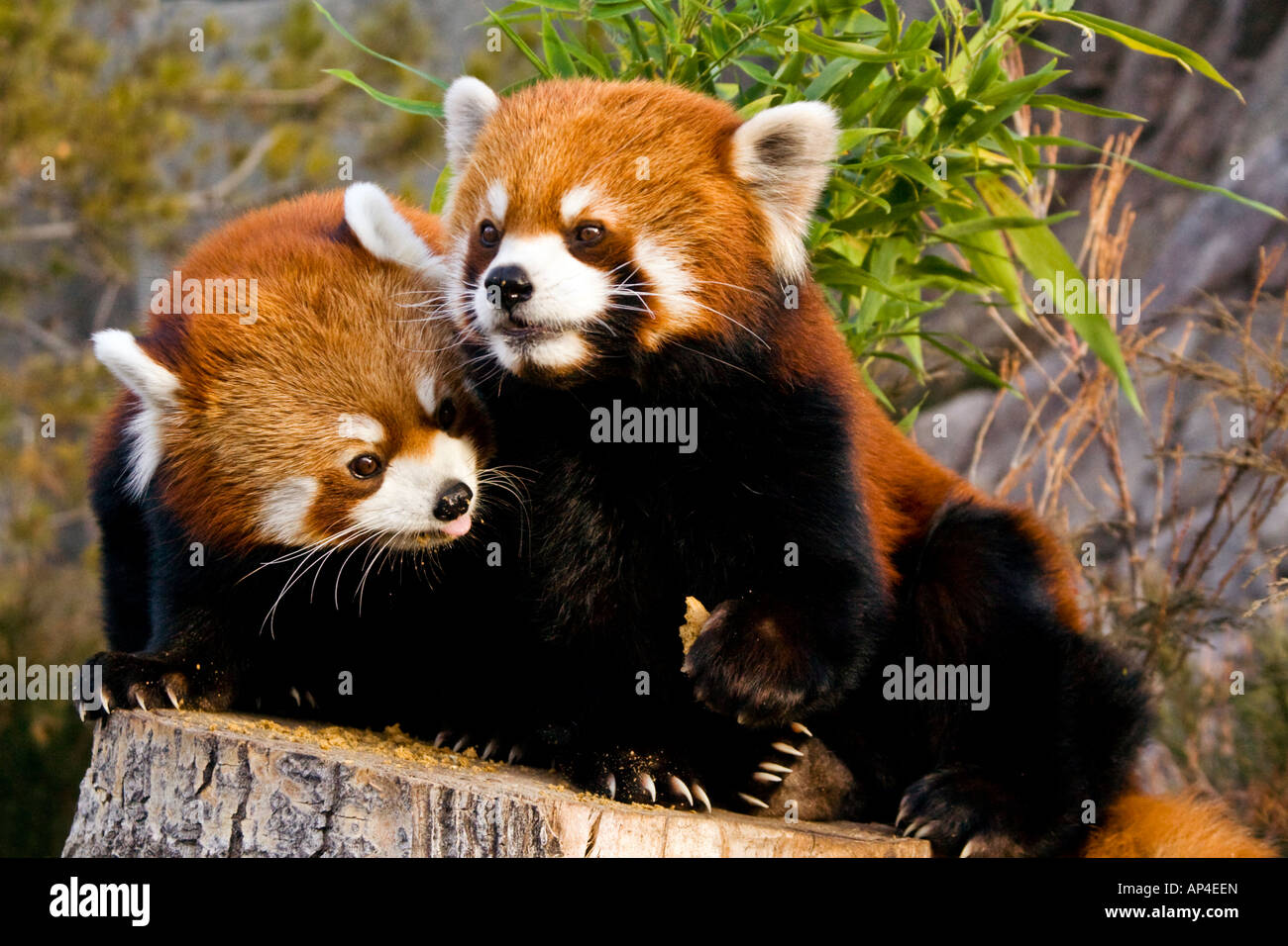 Pair of Red Pandas Stock Photo - Alamy