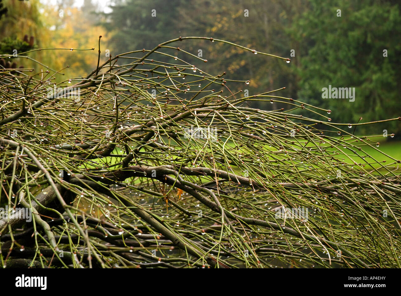 moisture drops formed from mist and dew on tree branches Bainbridge ...