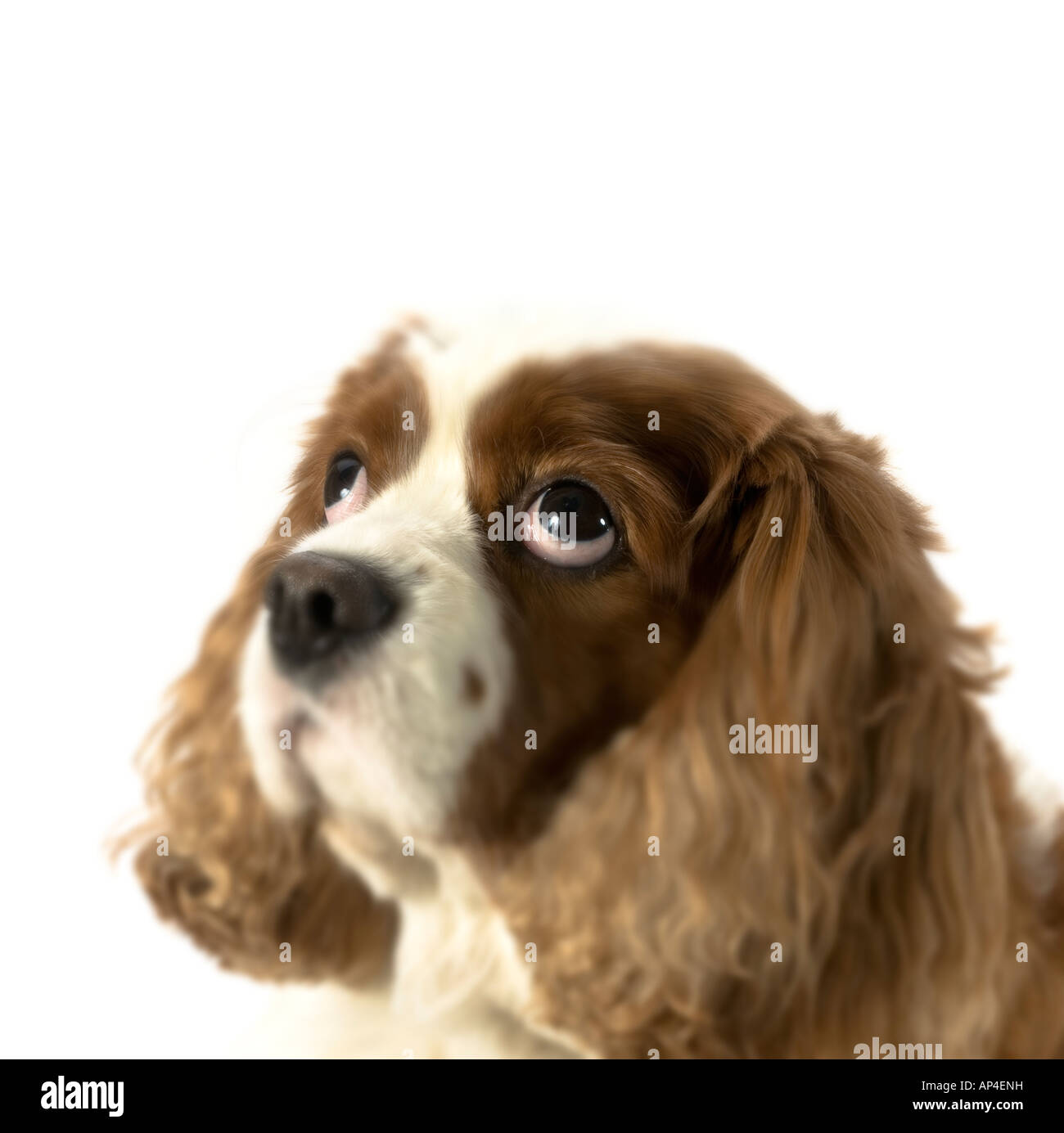 Cavalier King Charles Eyes