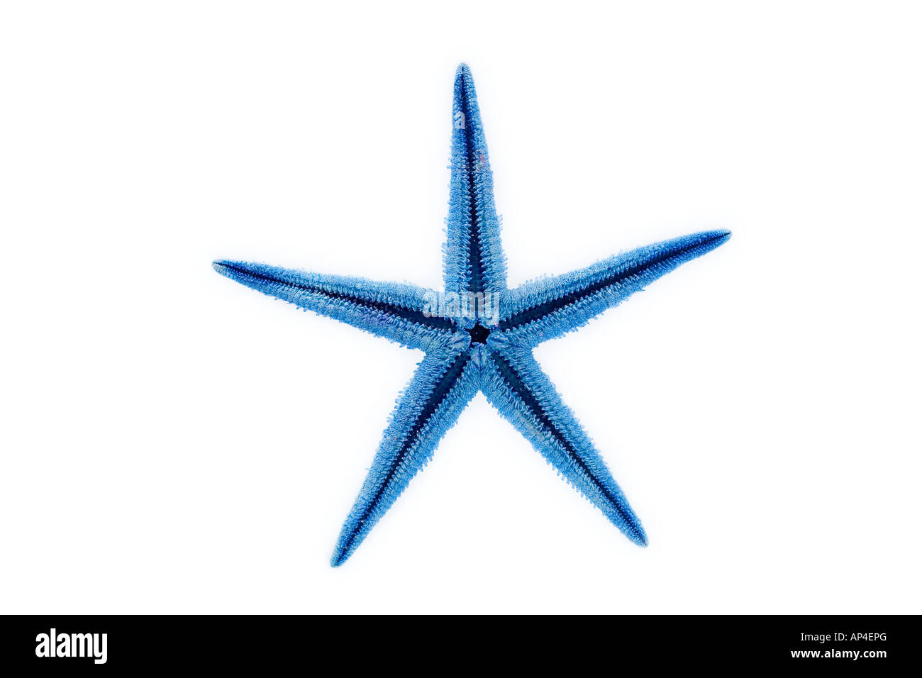 Star seafood Cut Out Stock Images & Pictures - Alamy