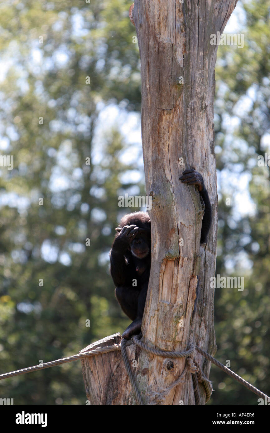 Monkey on a tree Stock Photo - Alamy