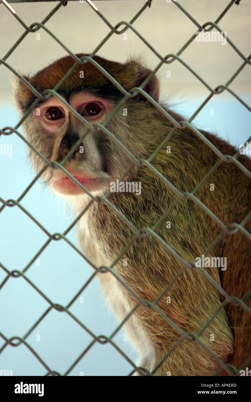 Monkey in a cage Stock Photo - Alamy