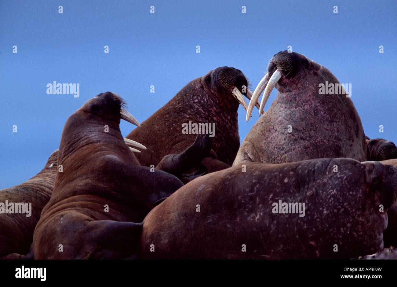 Walrus fighting on the beach Stock Photo - Alamy