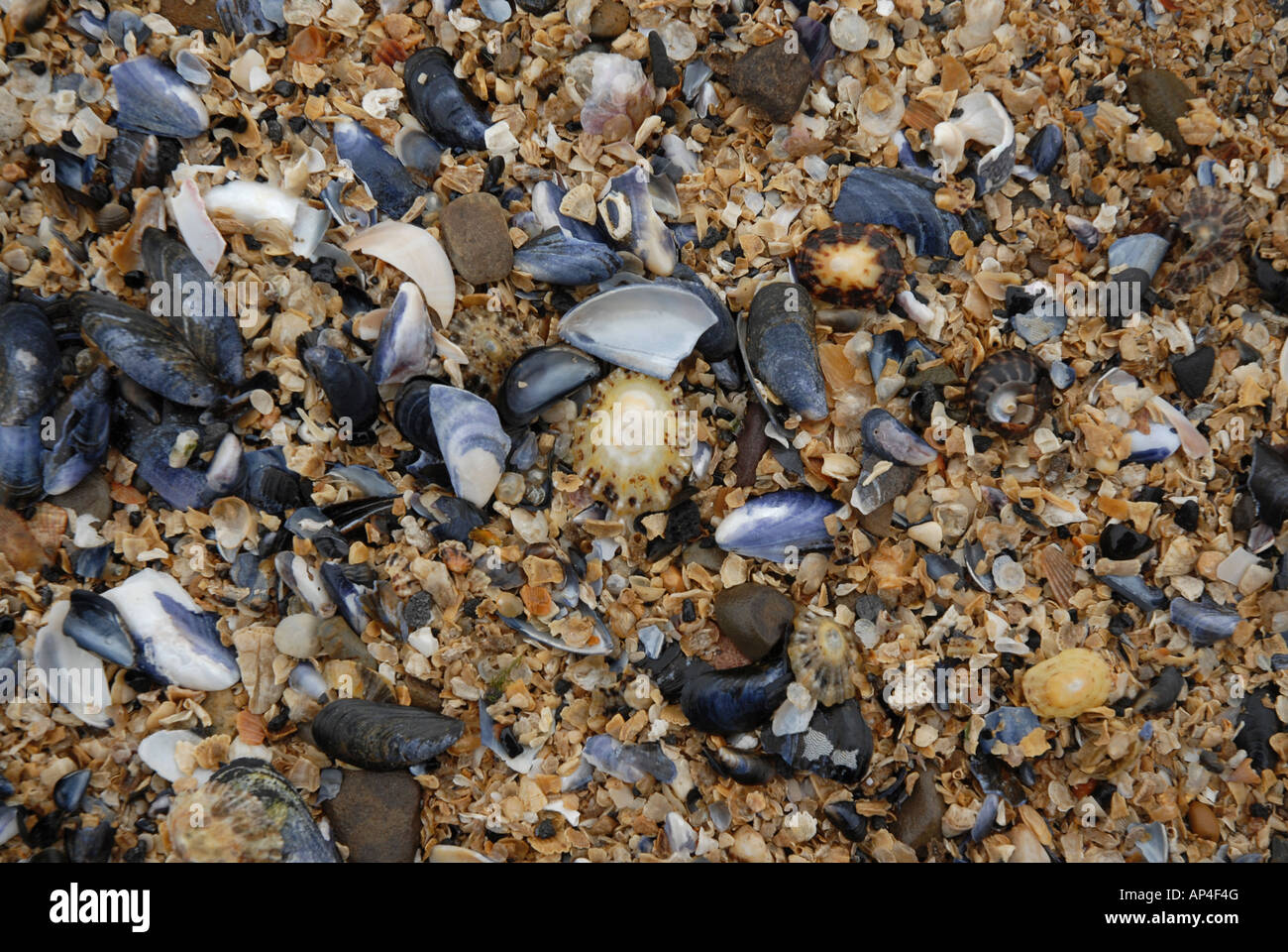 Shingle and shells washed up on on Croyde beach, North Devon Stock ...