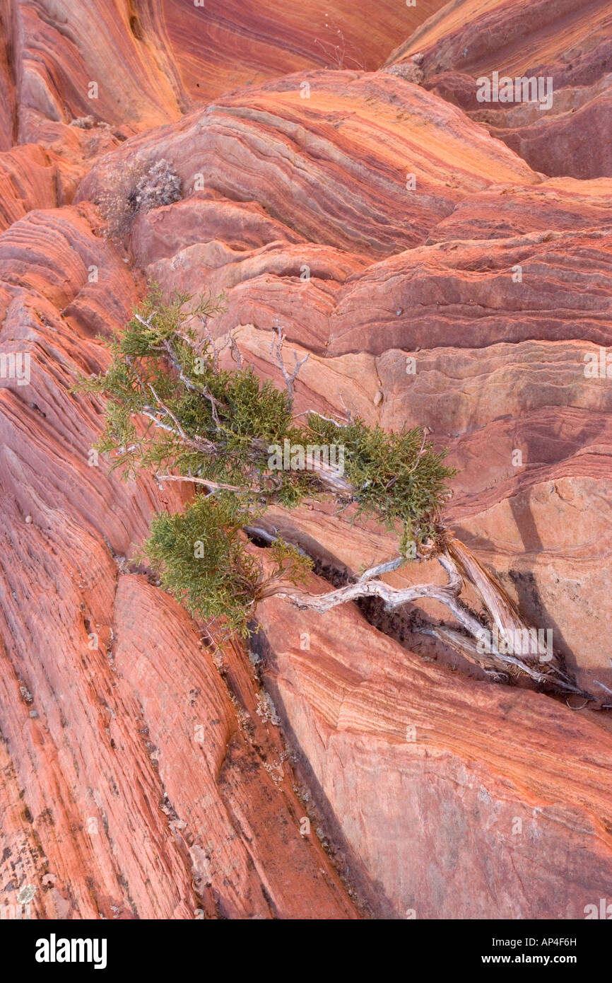 Banded sandstone hi-res stock photography and images - Alamy
