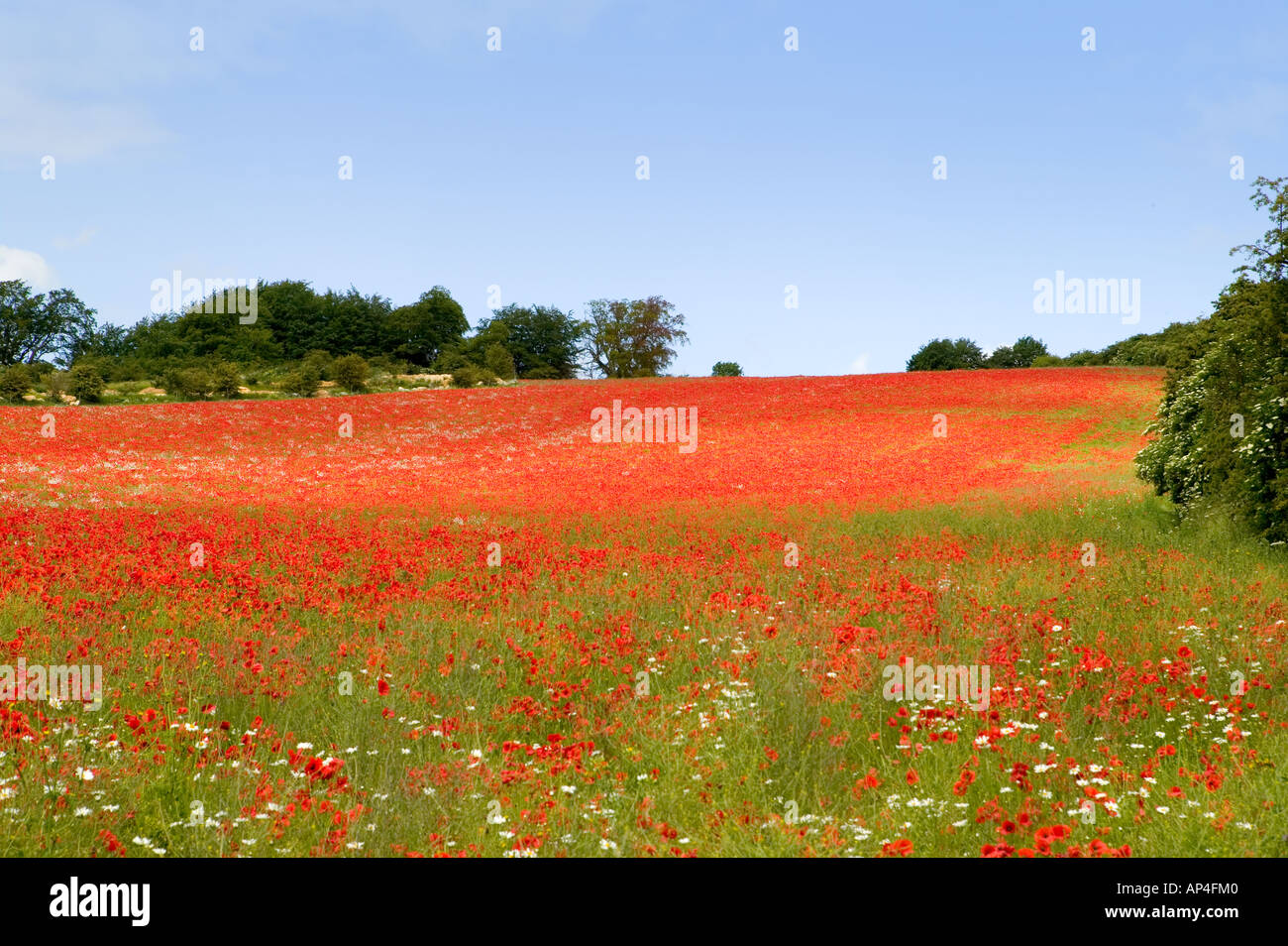 Into field hi-res stock photography and images - Alamy