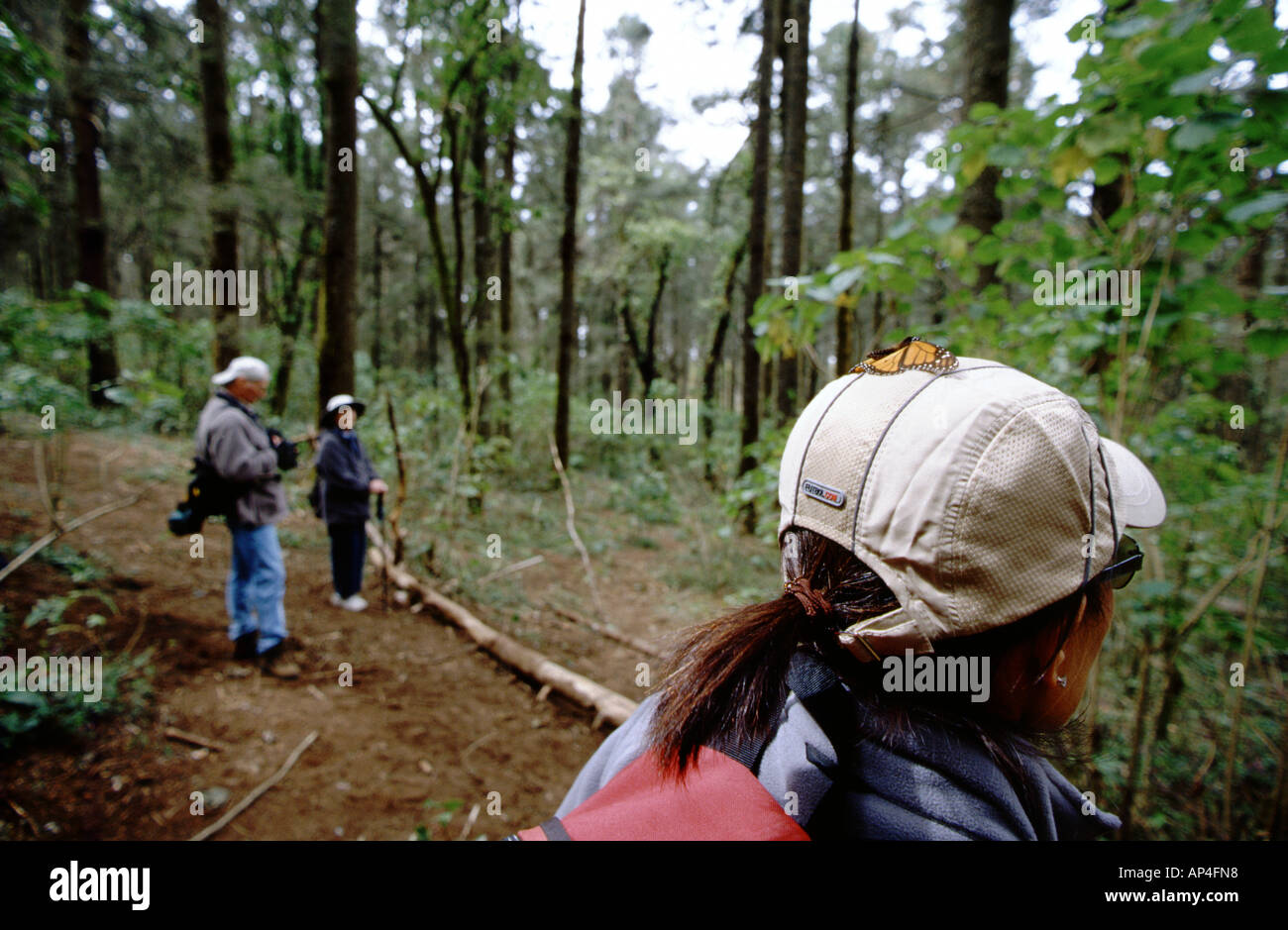 Mexico, Michoacan, Sierra Chincua Monarch Butterfly Sanctuary (aka ...