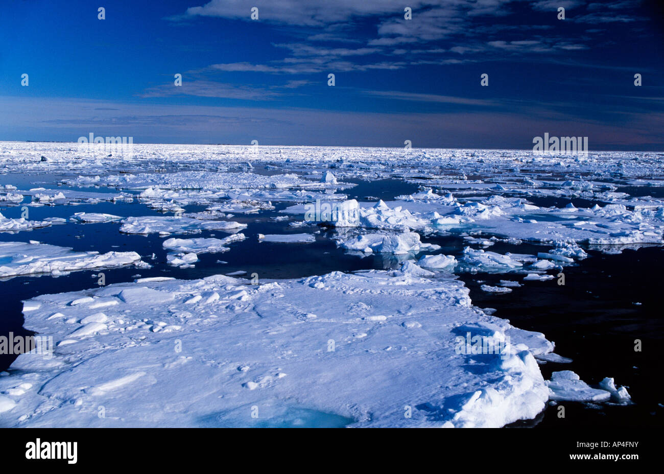 Ice floe in the artic Stock Photo - Alamy