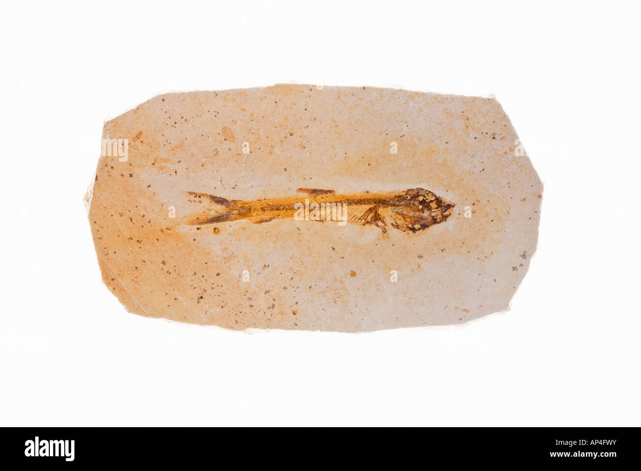 Fossilised fish embedded in sandstone Stock Photo - Alamy
