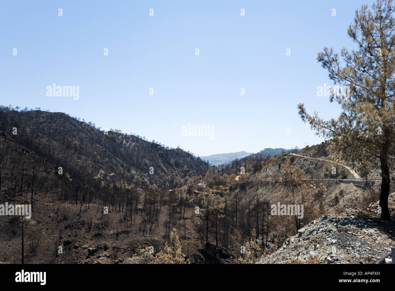 Aftermath of forest fire hi-res stock photography and images - Alamy