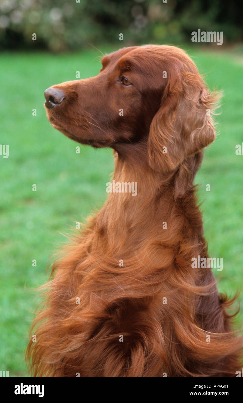 Red setter hi-res stock photography and images - Alamy