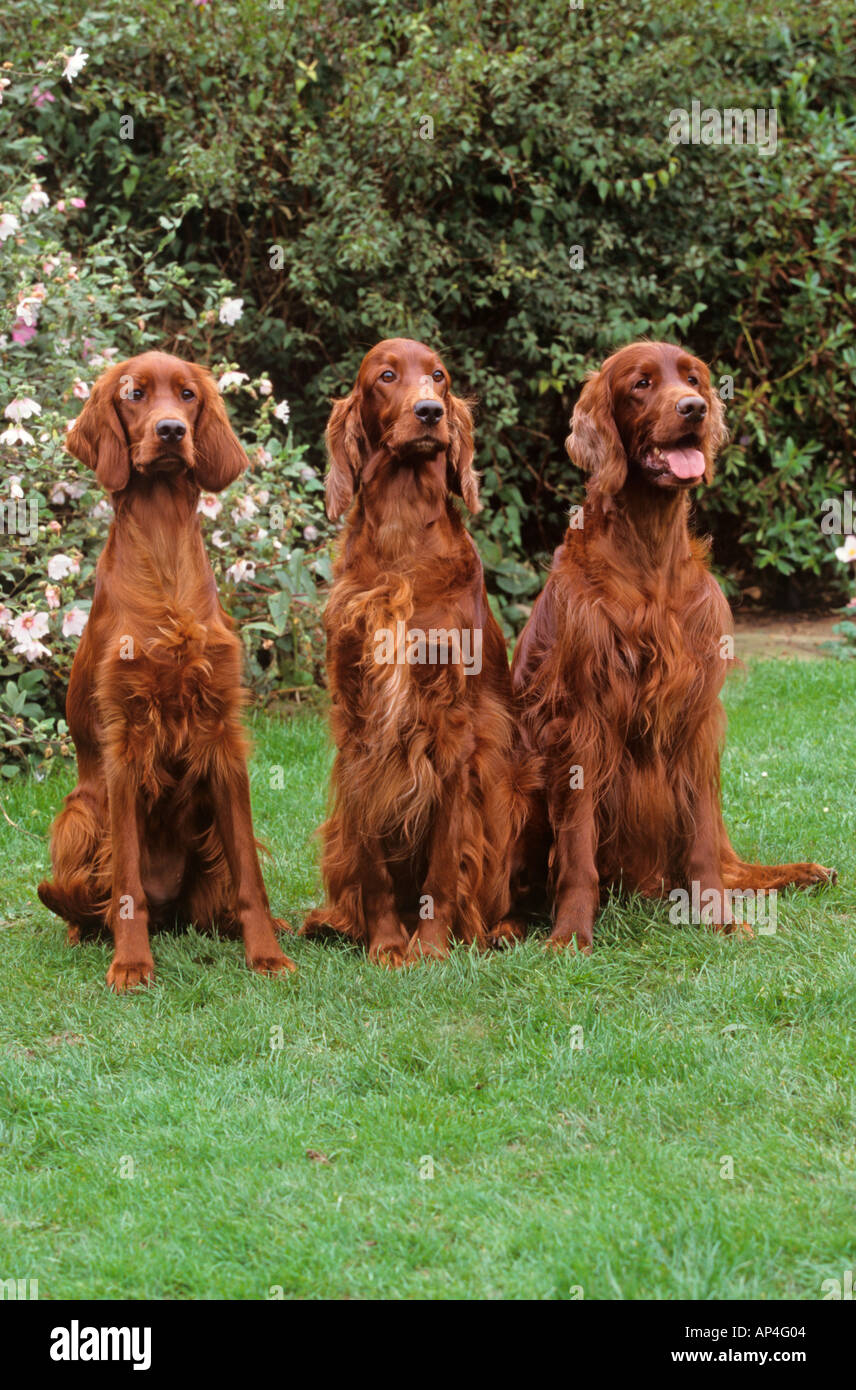 Red Setter Group Portrait Stock Photo - Alamy