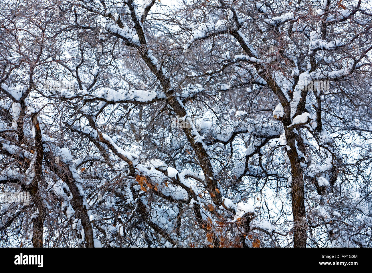 Snow on oak trees hi-res stock photography and images - Alamy