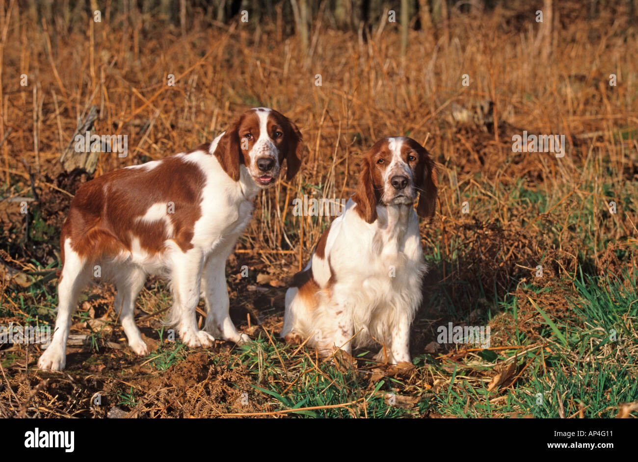 Welsh Springer Spaniel in Woodland Stock Photo - Alamy