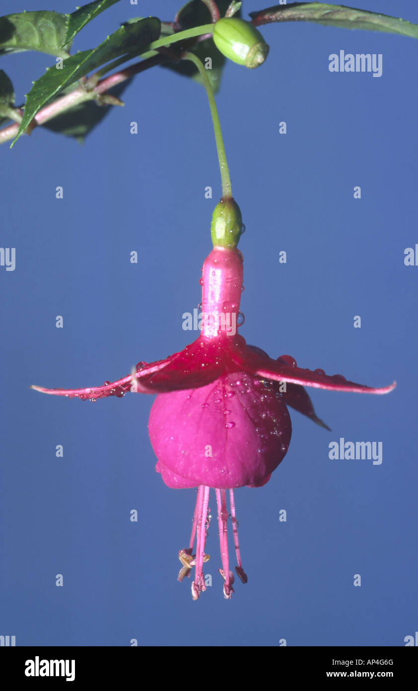 Pink Fuschia Flower Stock Photo - Alamy