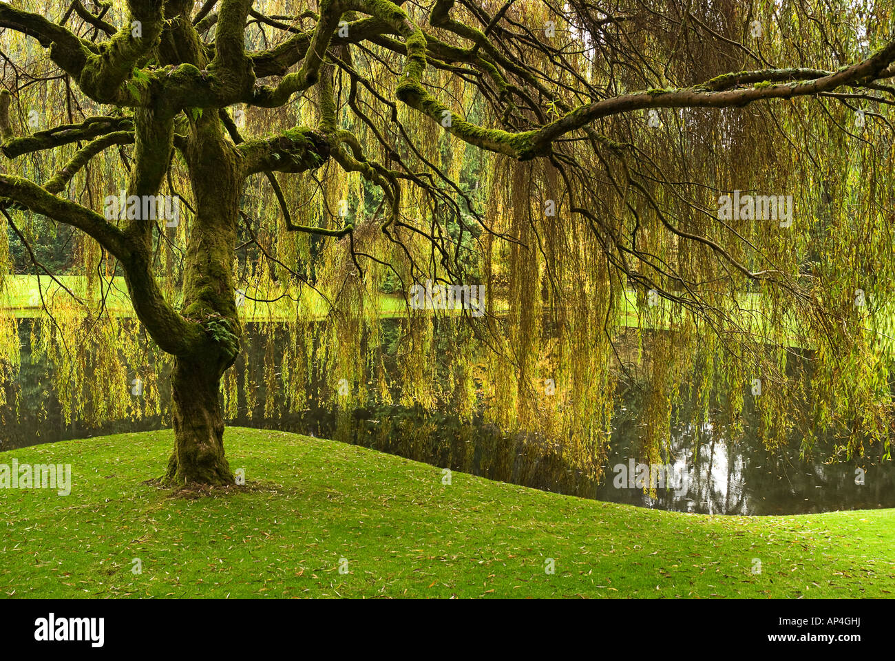 Willow tree garden hi-res stock photography and images - Alamy