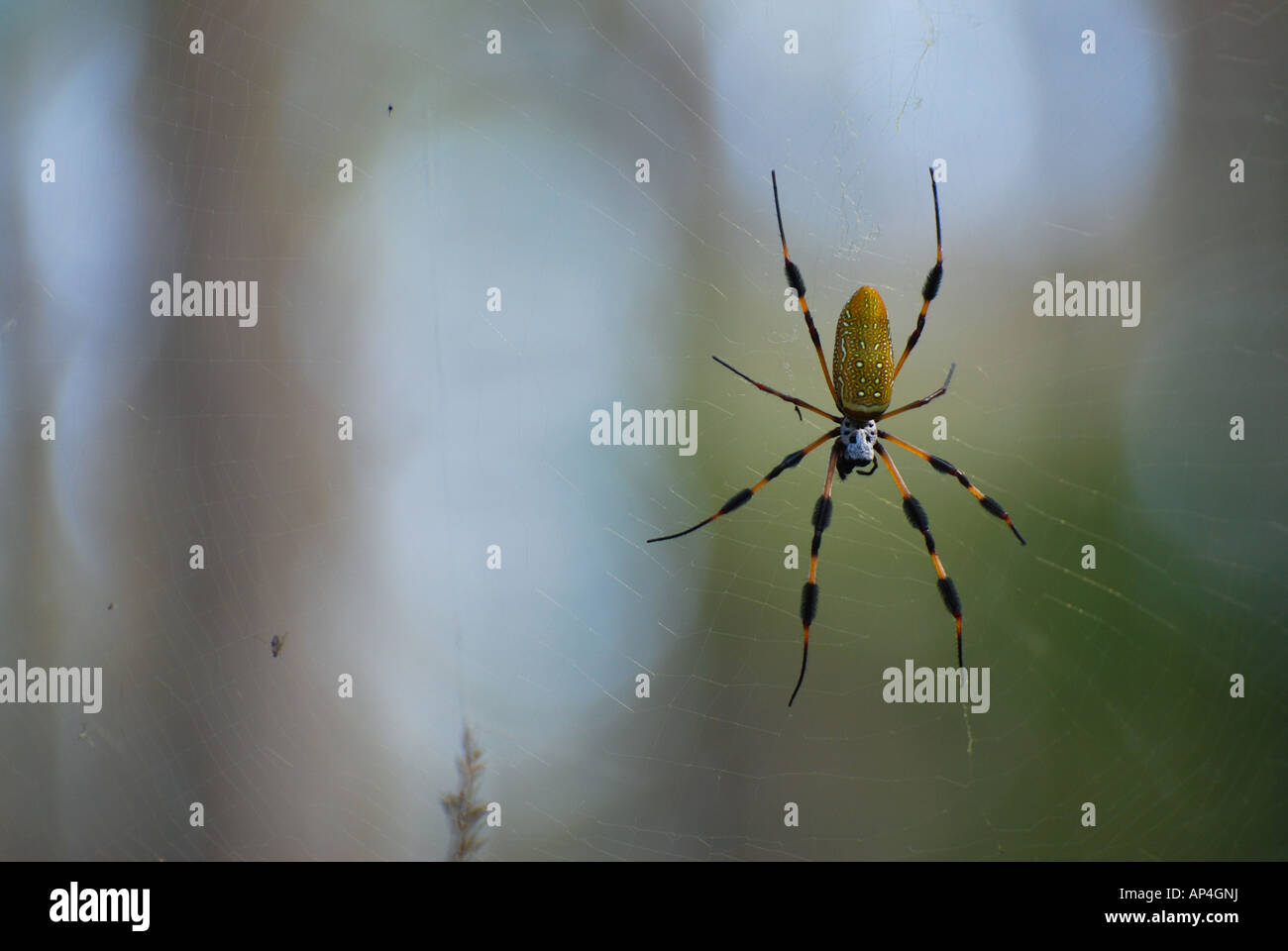 Spider. Highlands Hammock reserve Florida Everglades Stock Photo - Alamy