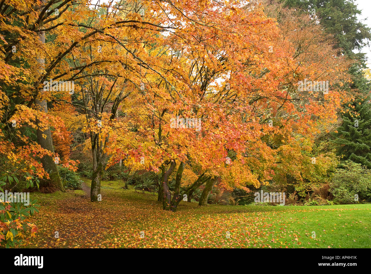 Japanese Maple in fall colors in garden Bainbridge Island Washington ...
