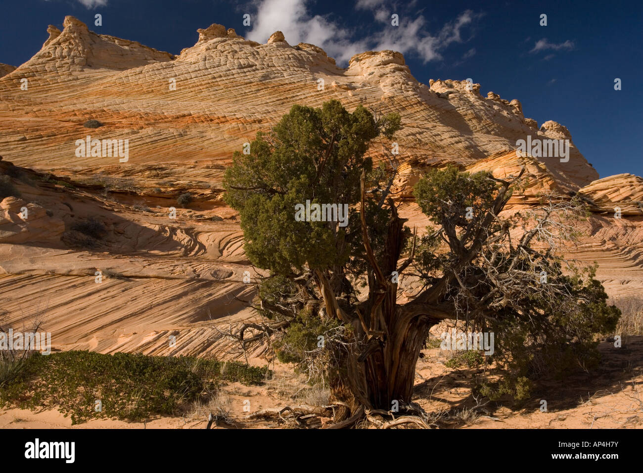 Juniperus utahensis hi-res stock photography and images - Alamy