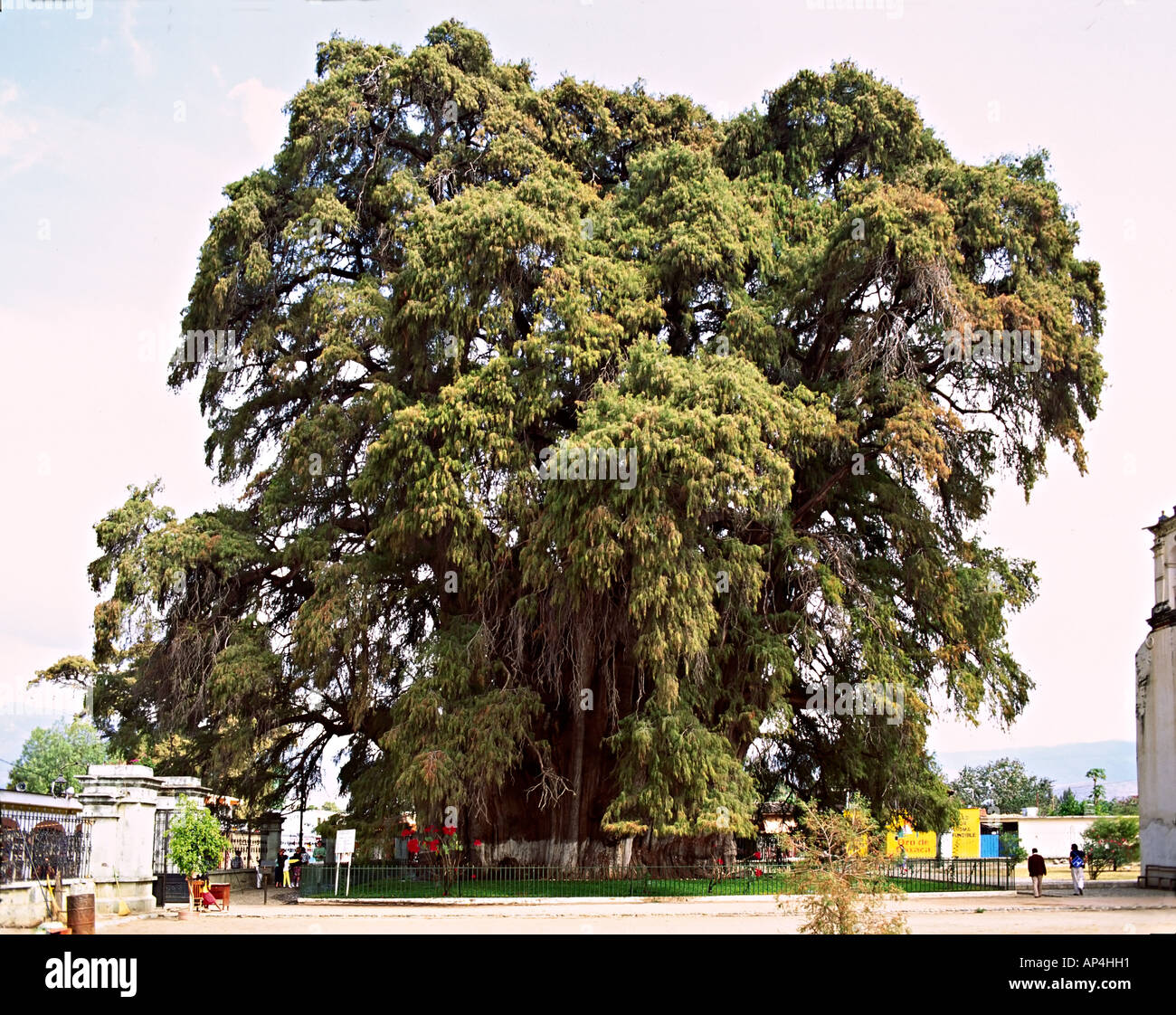 Tule tree mexico hi-res stock photography and images - Alamy