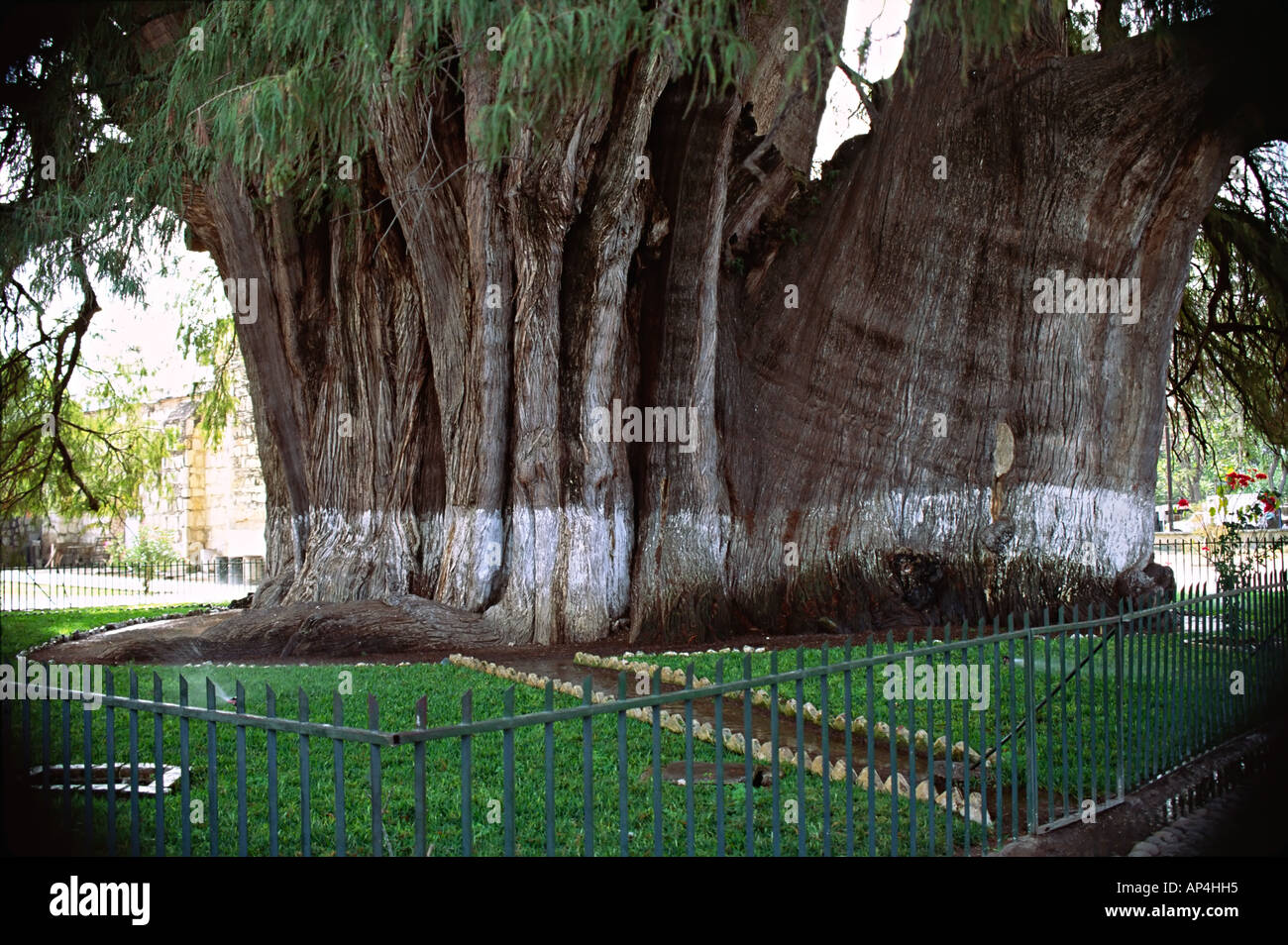 Mexico, Santa Maria del Tule, famous ahuhuete tree (a type of cypress ...
