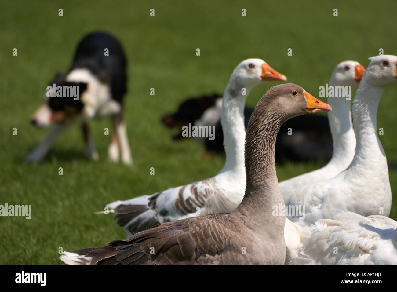 Herding geese hi-res stock photography and images - Alamy