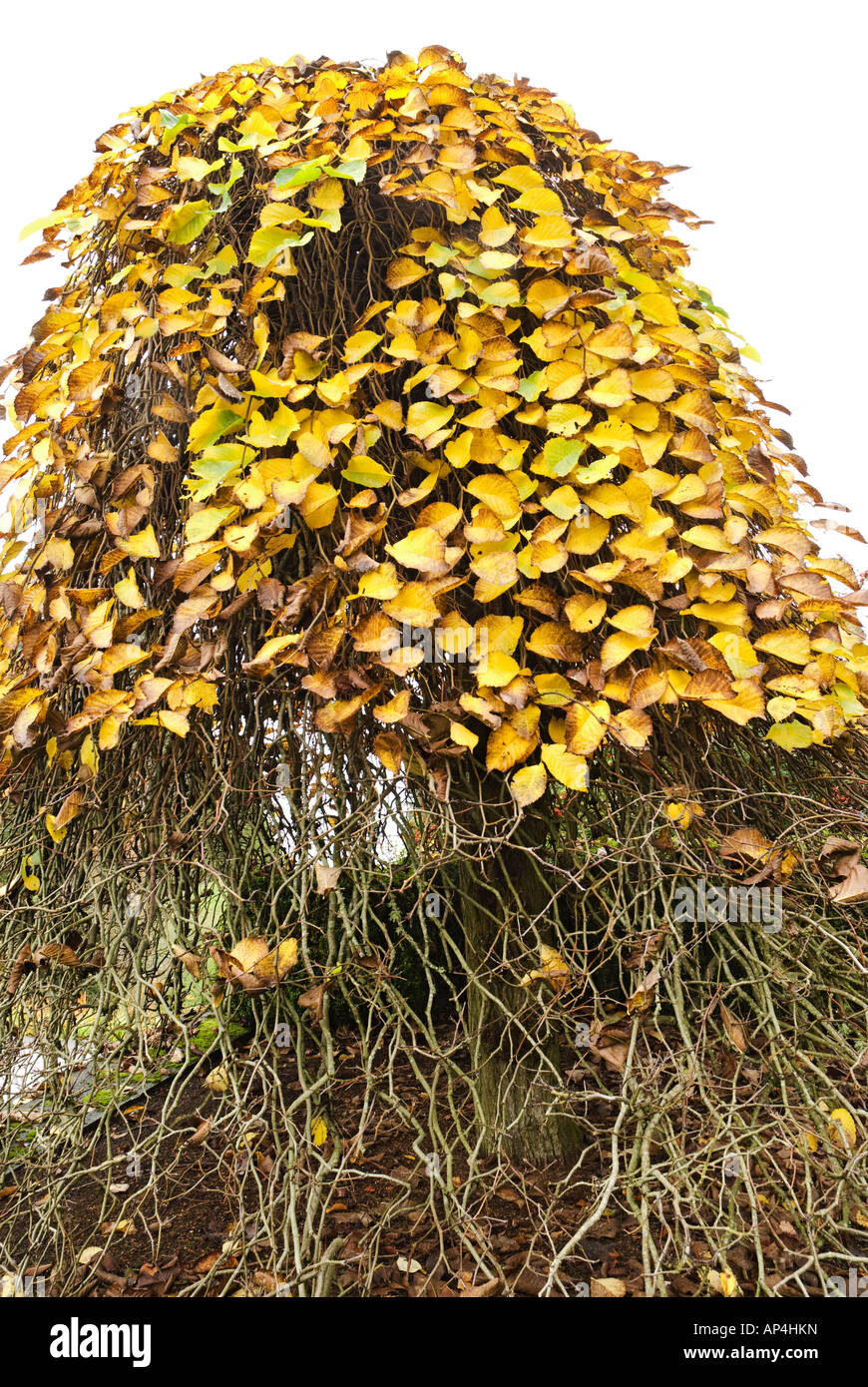 American elm tree hi-res stock photography and images - Alamy