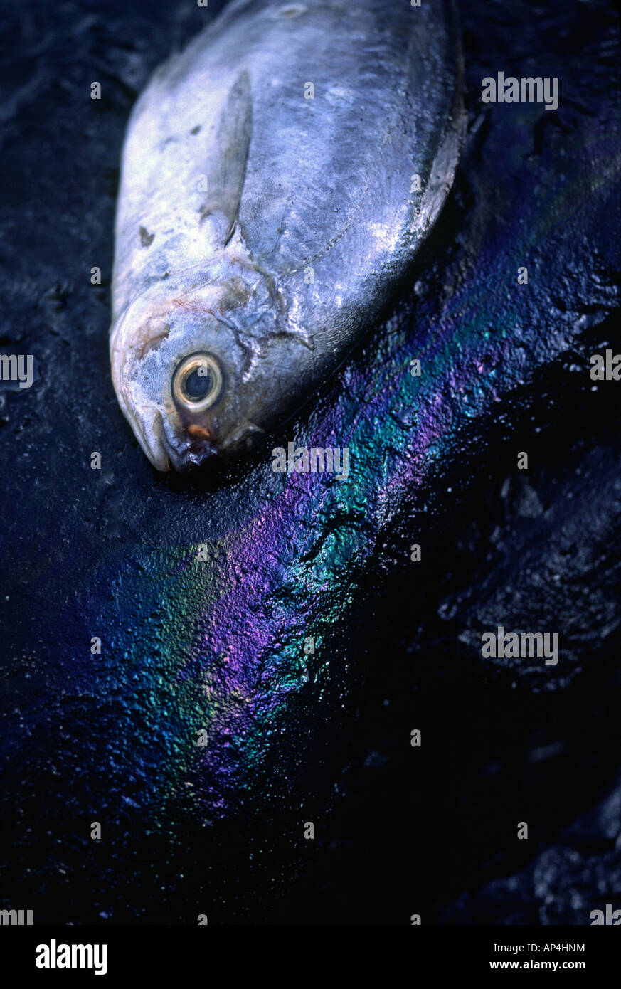 Dead FISH in OIL SLICK on SOUTHERN CALIFORNIA BEACH Stock Photo - Alamy