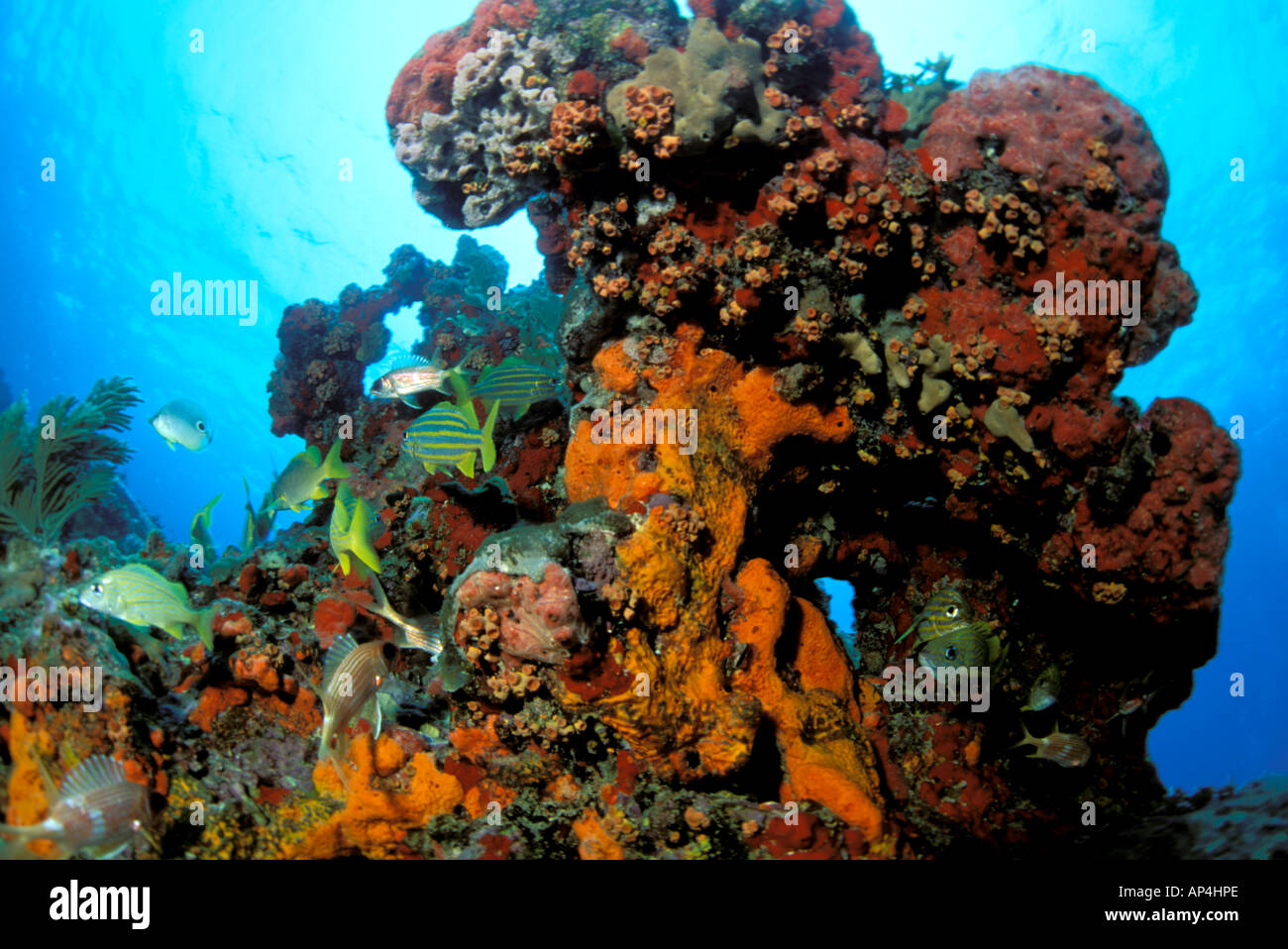 Mexico yucatan peninsula coral reef hi-res stock photography and images ...