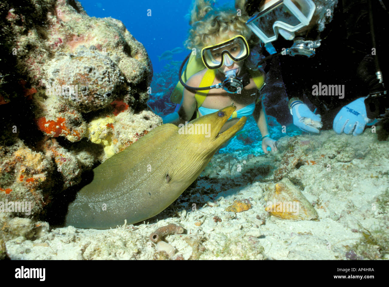 Mexico, Yucatan Peninsula, Coral Reef, Underwater, Scuba Diving, Moray ...