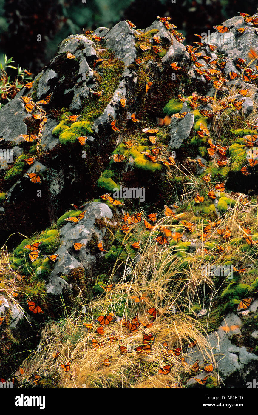 Mexico, near Angangueo, Monarch Sanctuary, Sierra Chincua, Monarchs ...