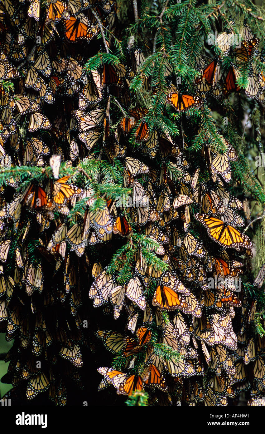 Mexico, Sierra Chincua Monarch Sanctuary, Monarch Butterflies (Danaus ...