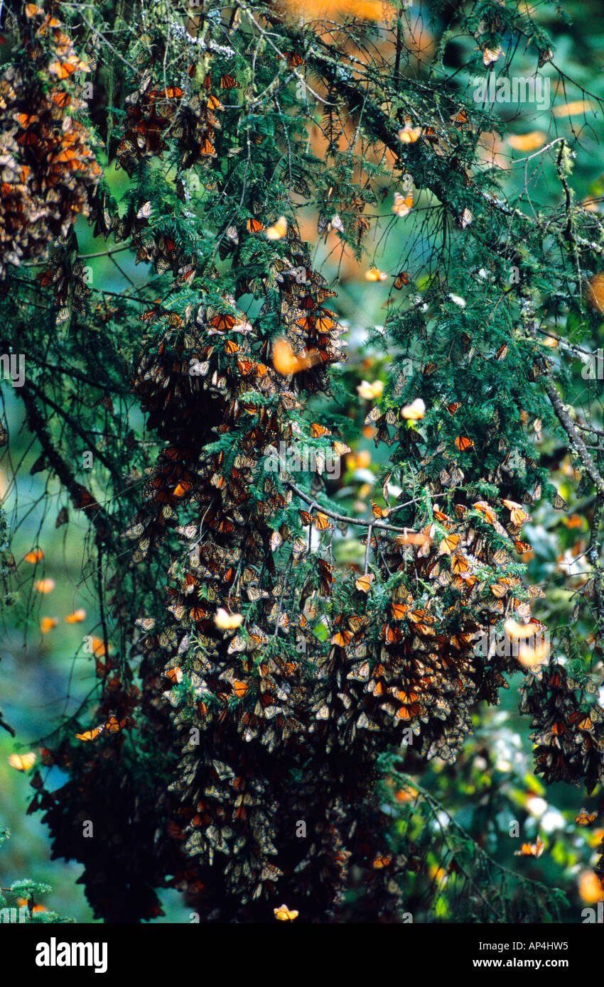 Mexico, Sierra Chincua Monarch Sanctuary, Monarch Butterflies (Danaus ...