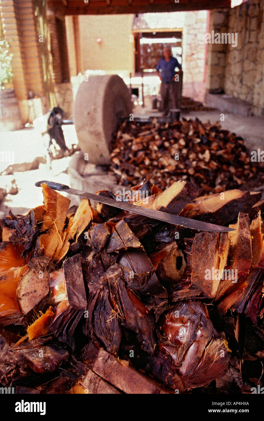 Mexico, Oaxaca, Matatlan. Los Danzantes mezcal distillery in Santiago ...