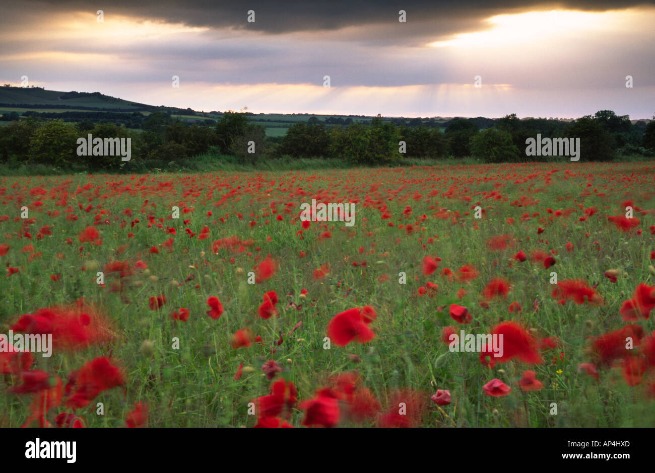 Poppy field in England, UK Stock Photo - Alamy