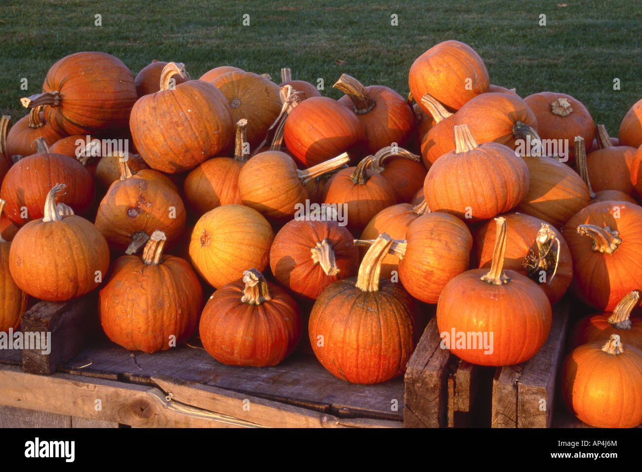 Pumpkins mound hi-res stock photography and images - Alamy