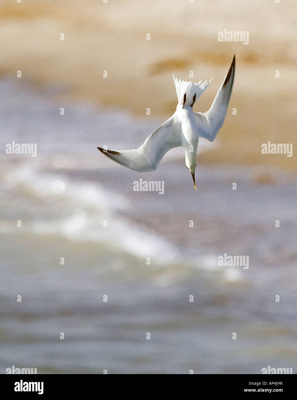 Terns birds shorebirds hi-res stock photography and images - Alamy