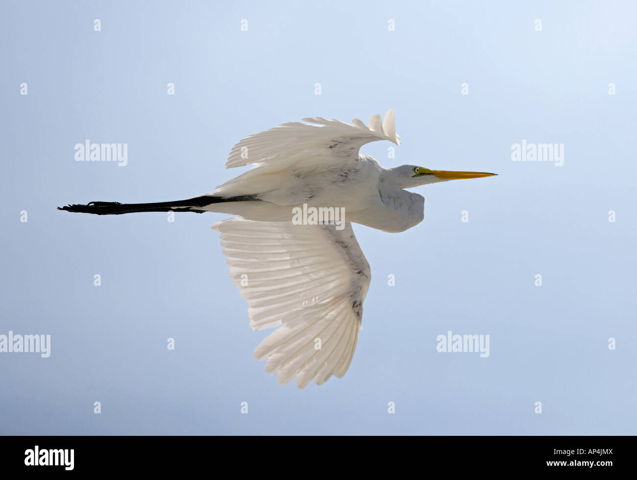 Great Egret in flight Stock Photo - Alamy