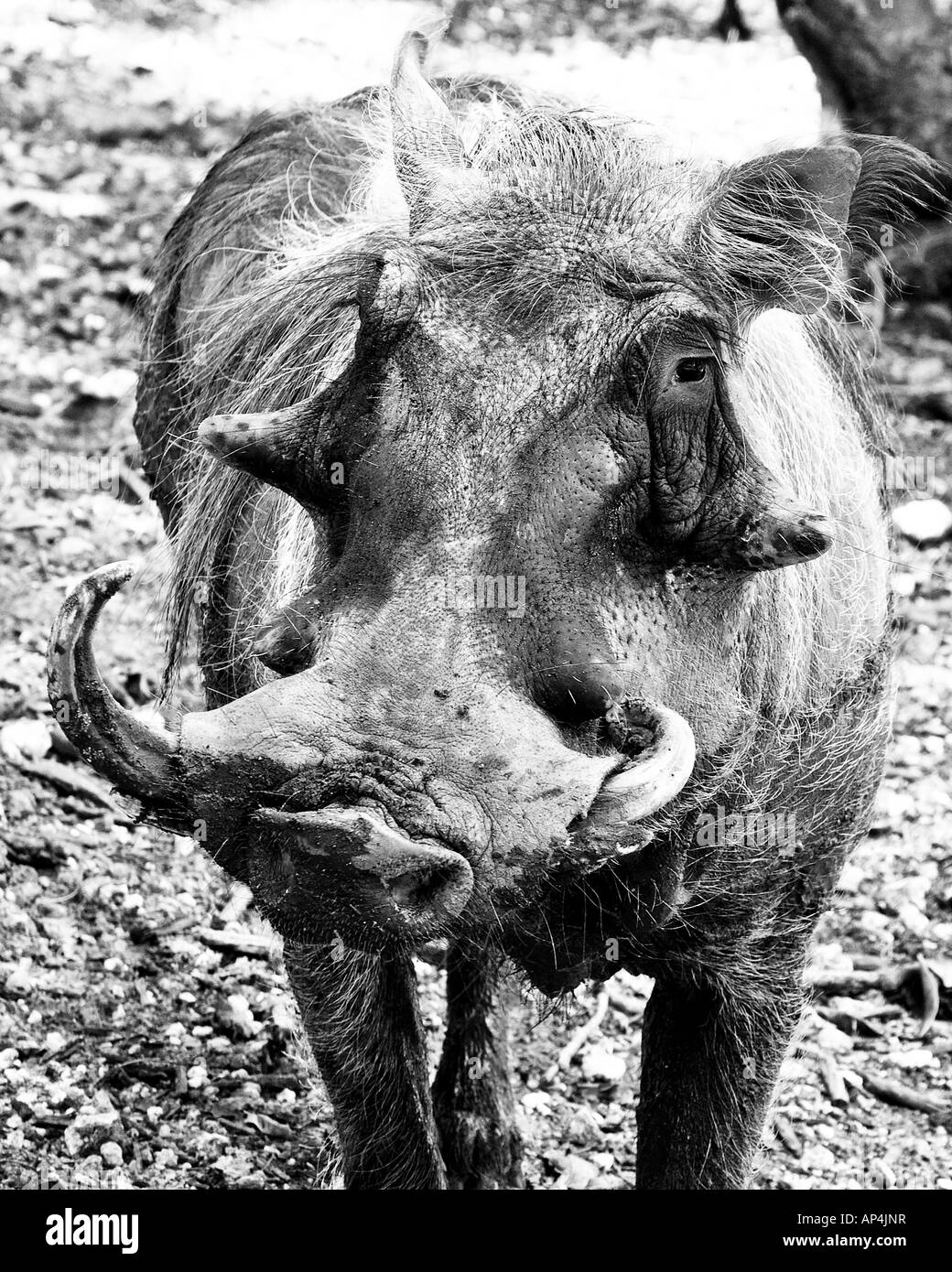 Boar hog Black and White Stock Photos & Images - Alamy
