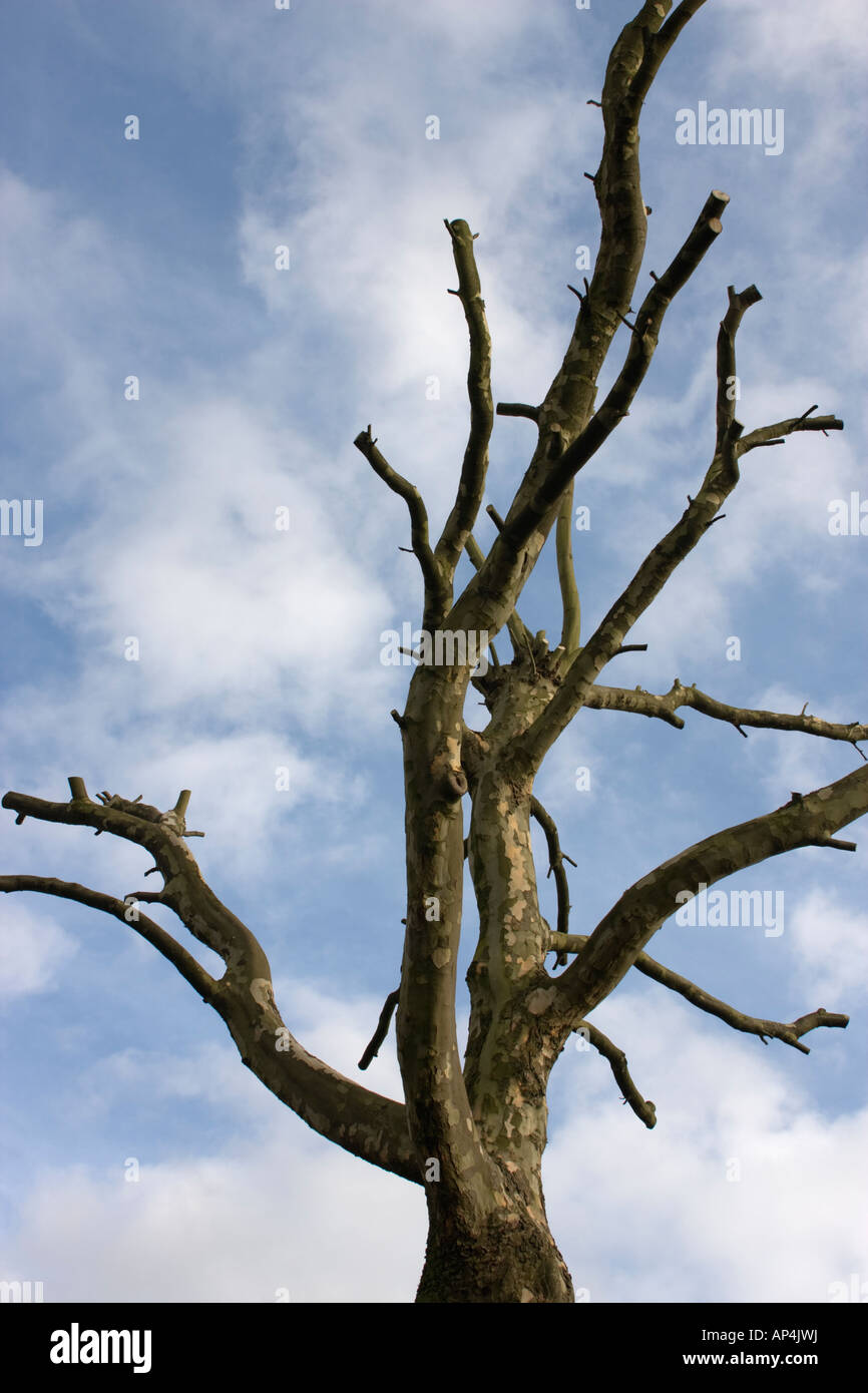 pollarded plane tree Stock Photo - Alamy