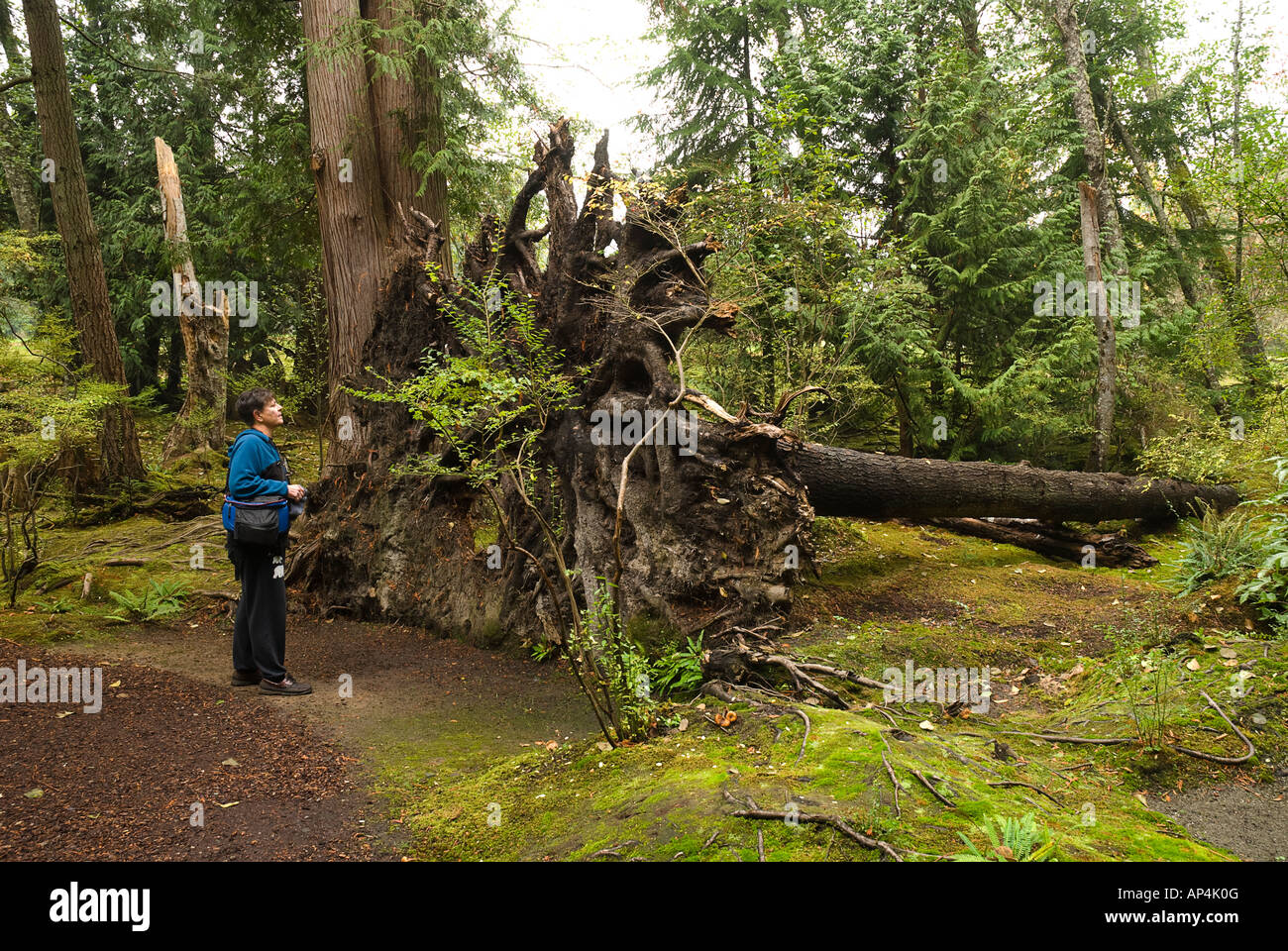 visitor looks at downed tree in Moss Garden--Bainbridge Island ...