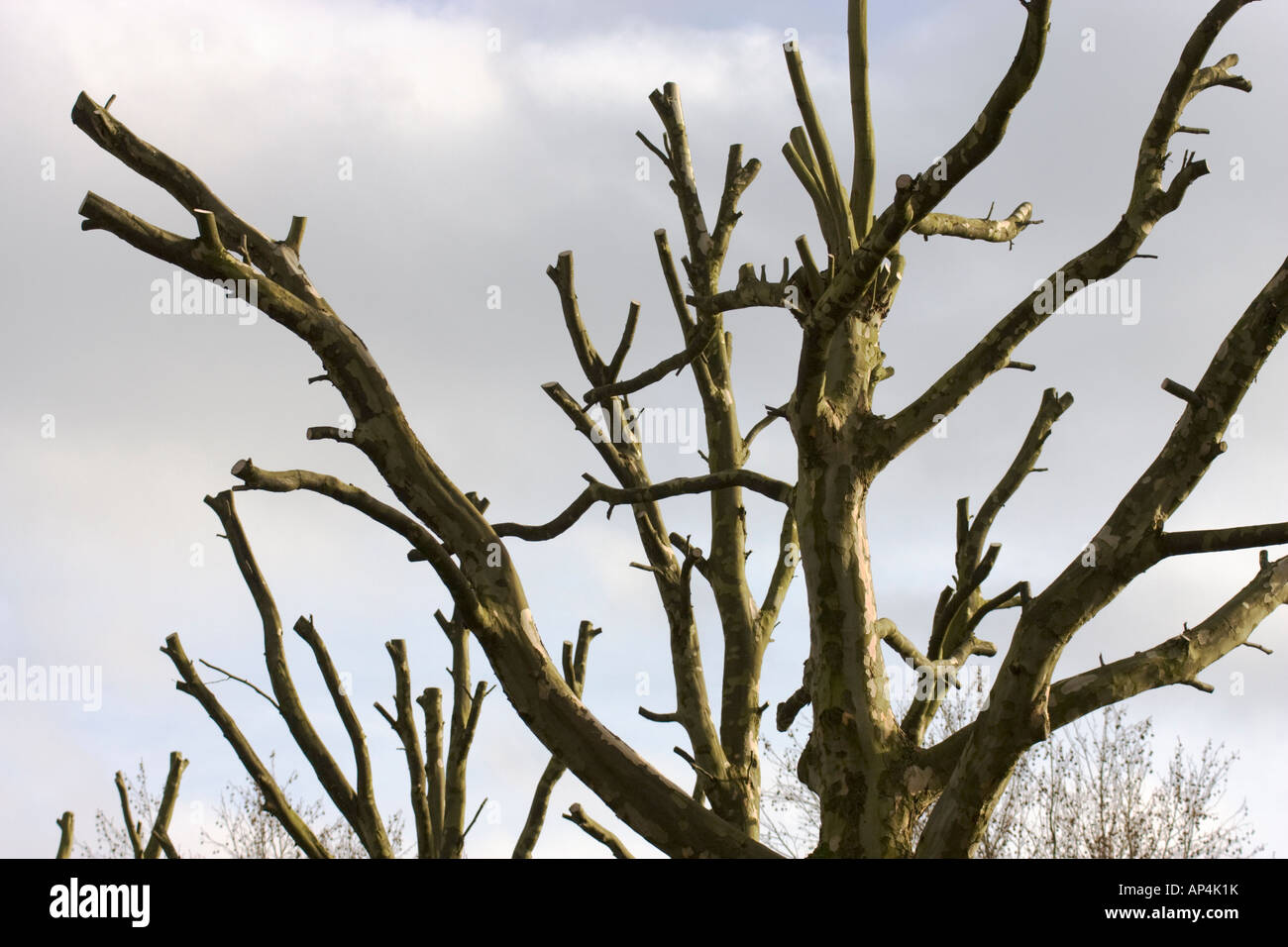 pollarded plane tree Stock Photo - Alamy