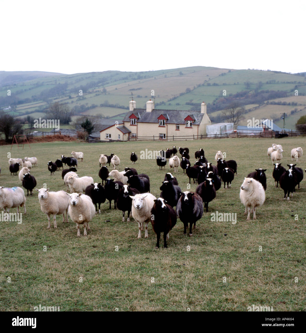 Balwen black sheep with white blaze markings rare breed on a Welsh ...