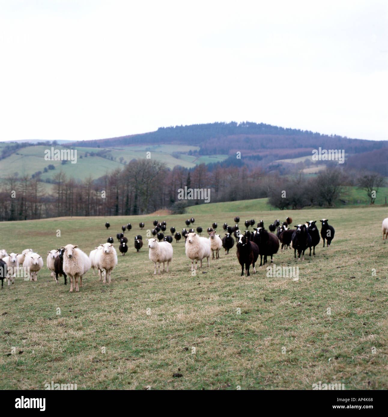 Balwen sheep on a Welsh organic sheep farm Caio Carmarthenshire Wales ...